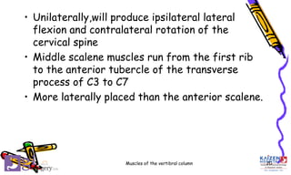 Muscles of the Vertebral Column | PDF