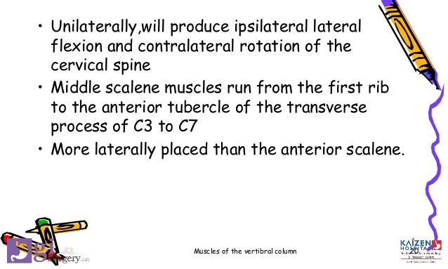 Muscles of the Vertebral Column