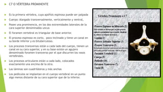 Vertebras atipicas | PPTX