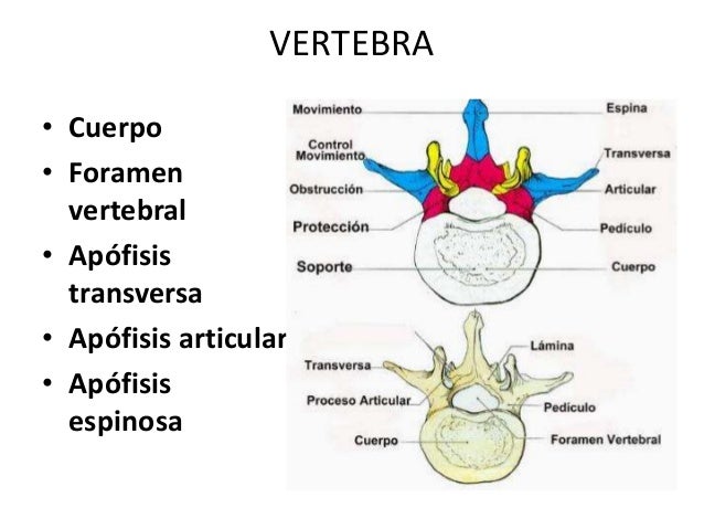 Vertebras c t