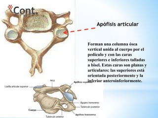 Vertebras cervicales.pptx | PPTX