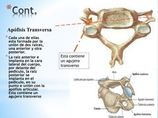 Vertebras cervicales.pptx | PPTX