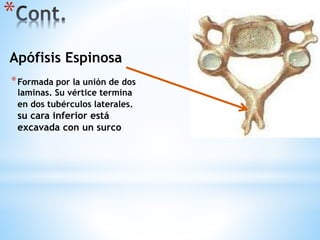 Vertebras cervicales.pptx