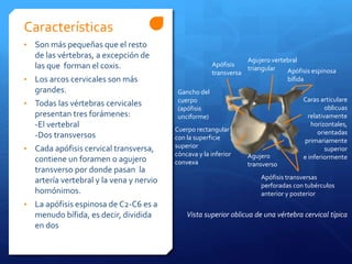 Vertebras cervicales | PPTX