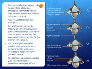Vertebras cervicales | PPTX
