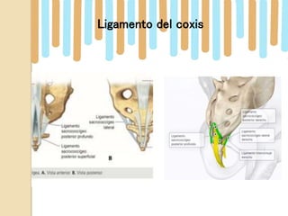 vertebras del coxis.pptx