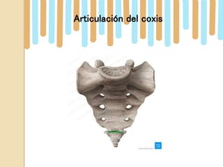 vertebras del coxis.pptx