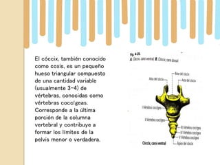 vertebras del coxis.pptx