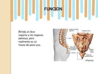 vertebras del coxis.pptx