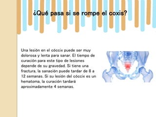vertebras del coxis.pptx