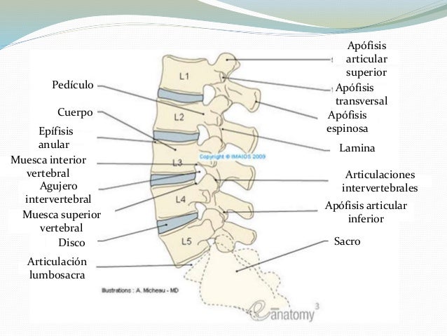 Vertebras lumbares/ columna lumbar