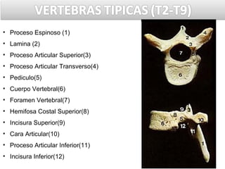 Vertebras toracica o dorsales | PPT