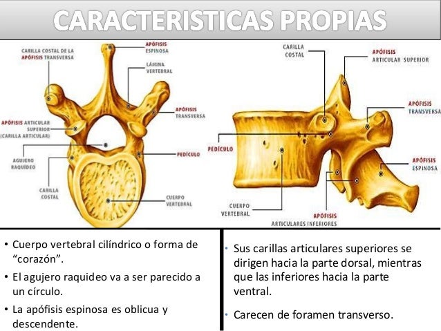Vertebras toracica o dorsales