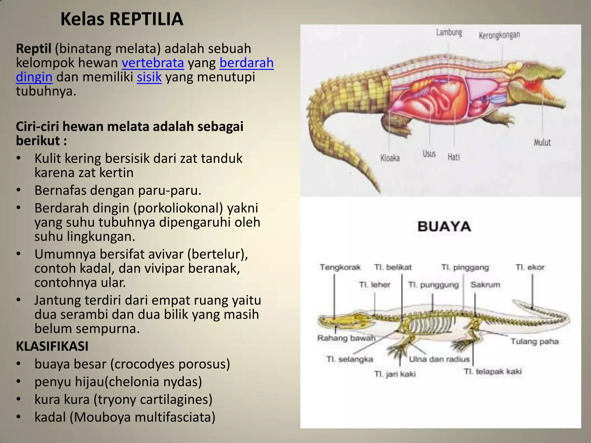 Vertebrata | PPTX