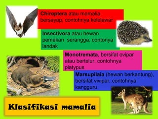 Vertebrata | PPT