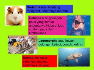 Vertebrata | PPT