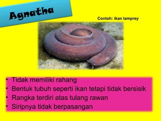 Vertebrata | PPT