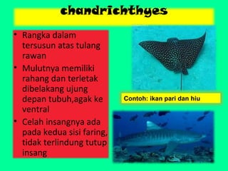 Vertebrata | PPT