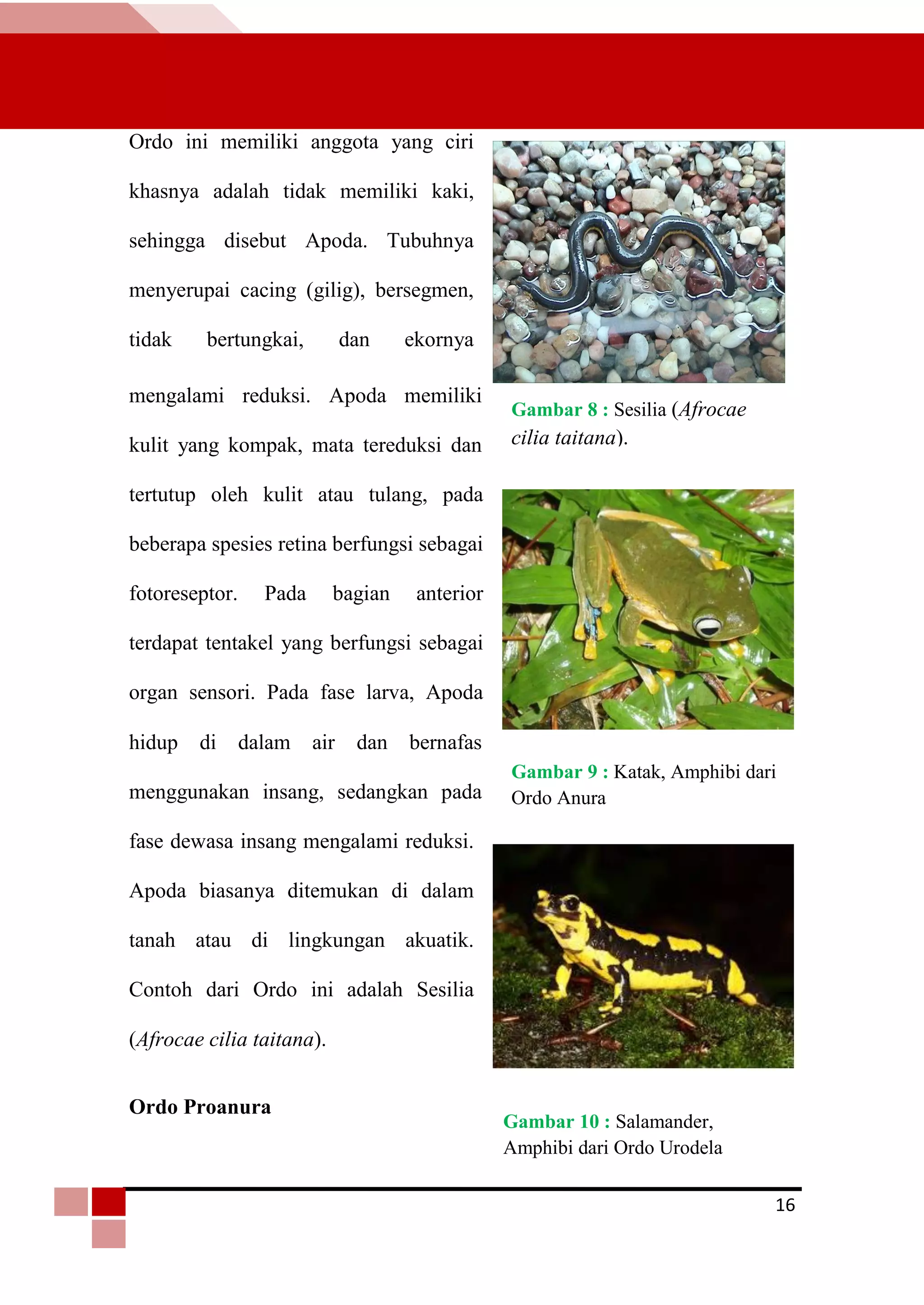 Buku Vertebrata | PDF