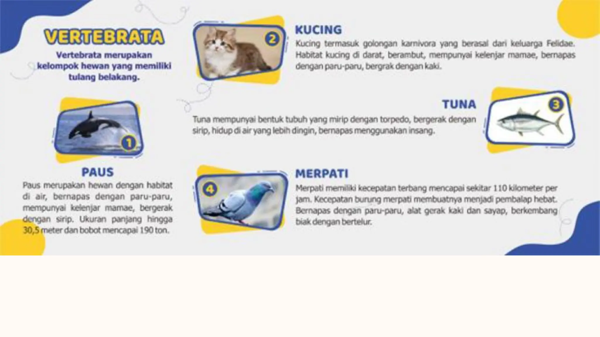 presentation animal Vertebrata_1111.pptx