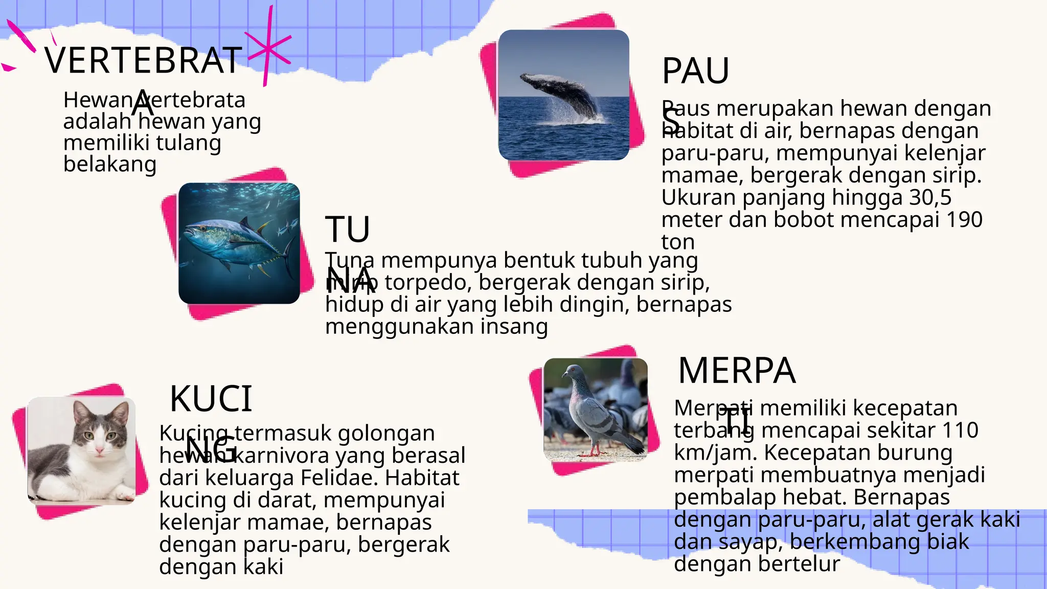 presentation animal Vertebrata_1111.pptx