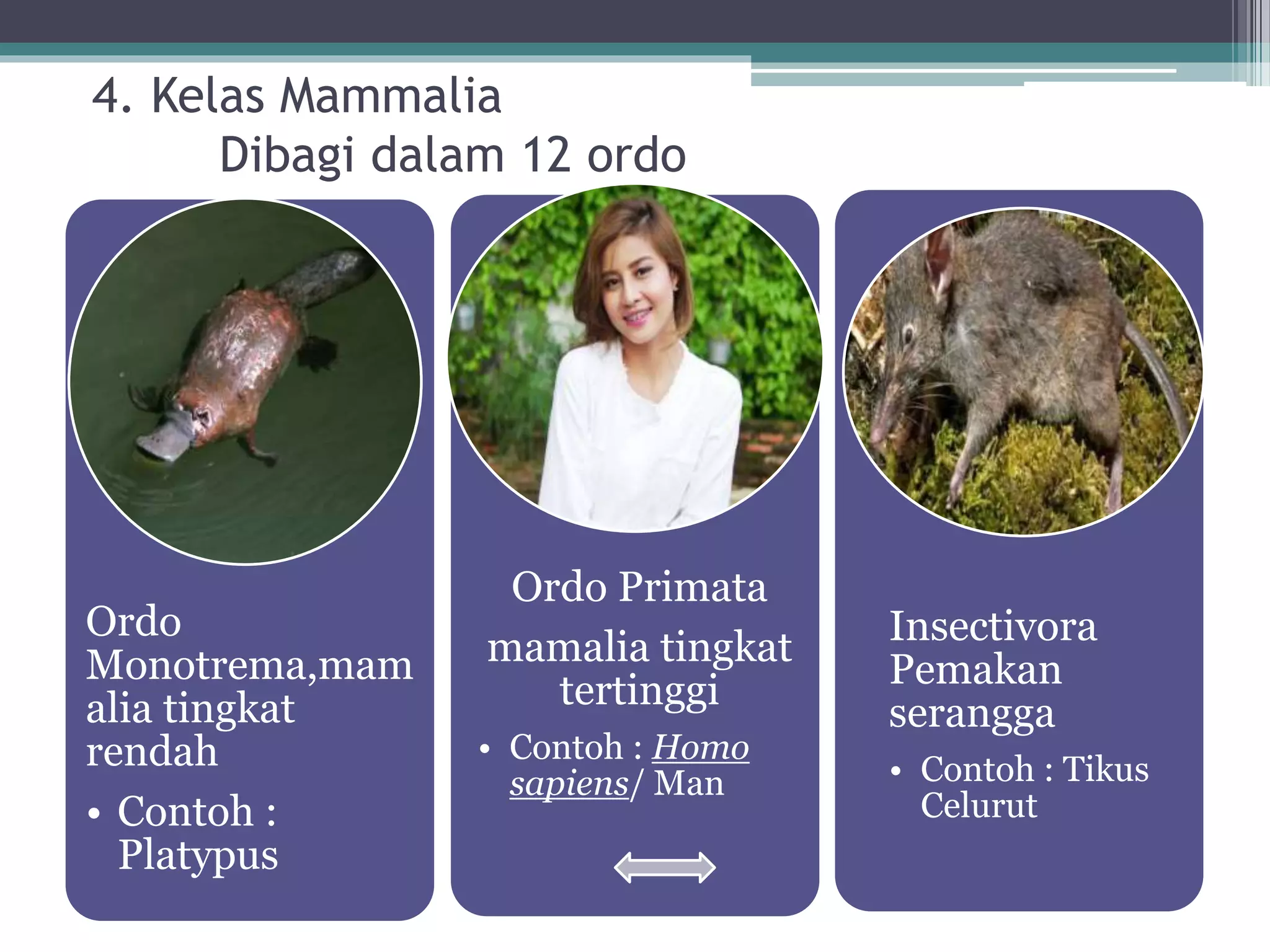 Makhluk Hidup Vertebrata (Hewan Bertulang Belakang) | PPTX