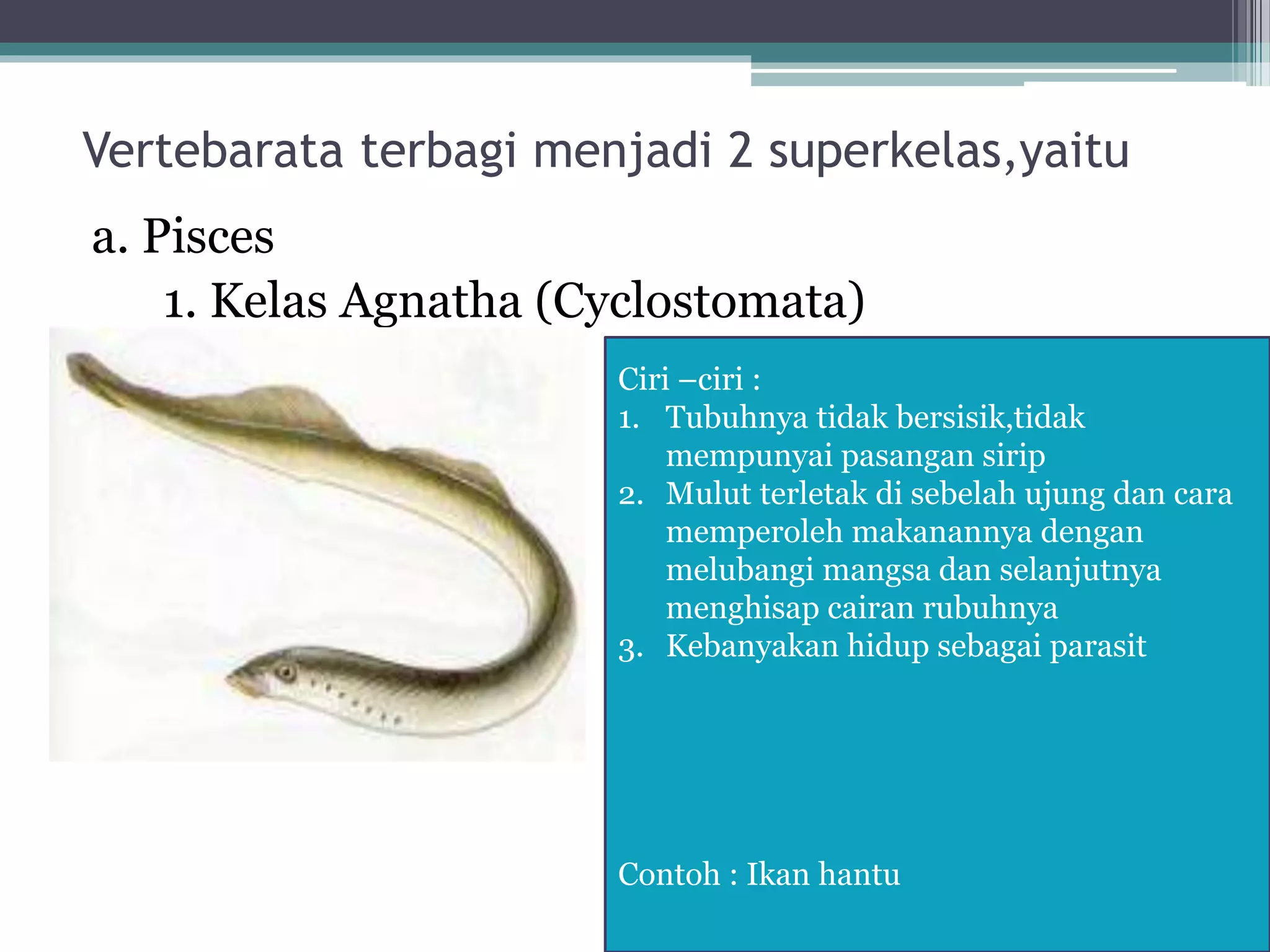 Makhluk Hidup Vertebrata (Hewan Bertulang Belakang) | PPTX