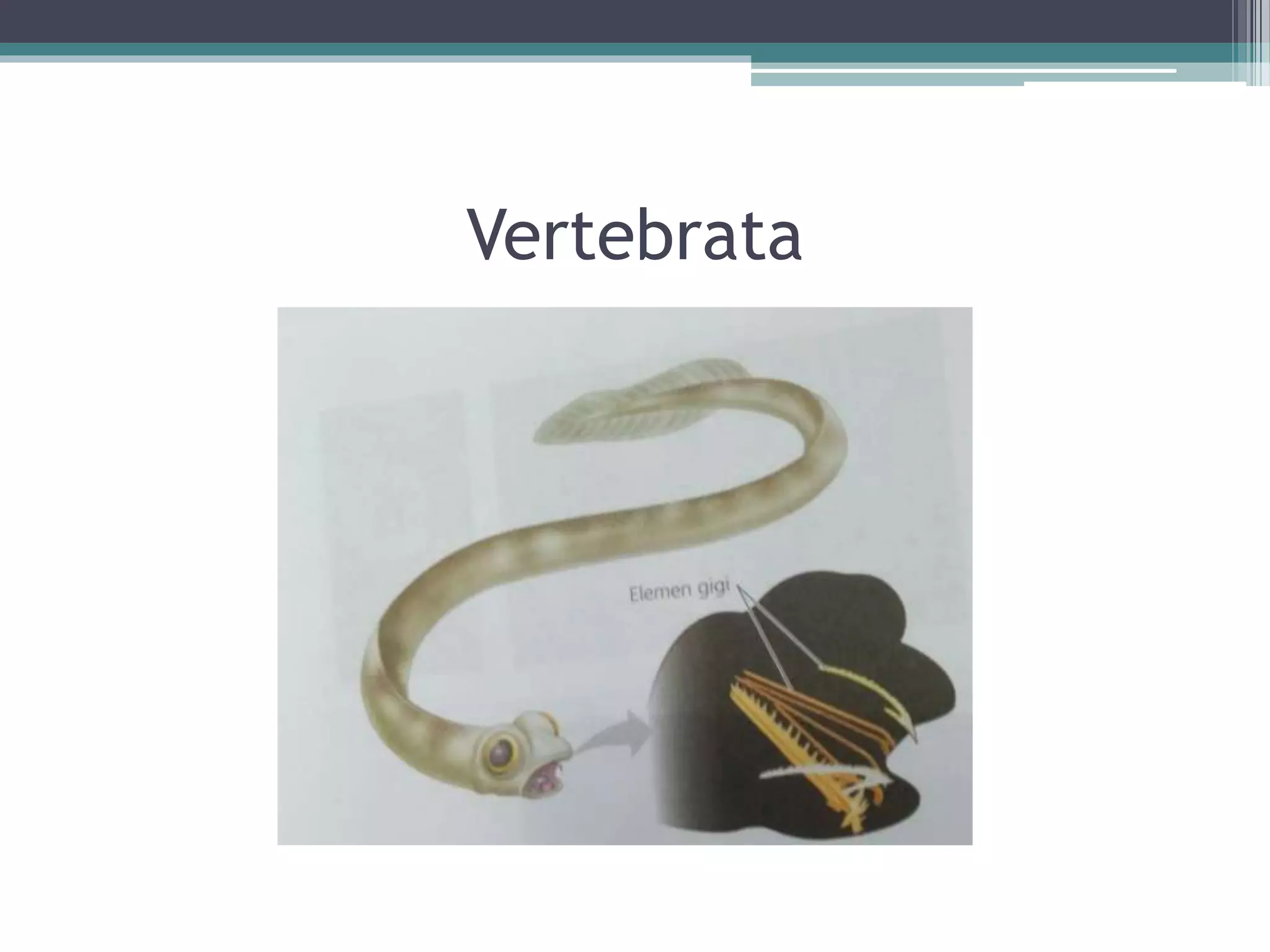 Vertebrata = craniata | PPT