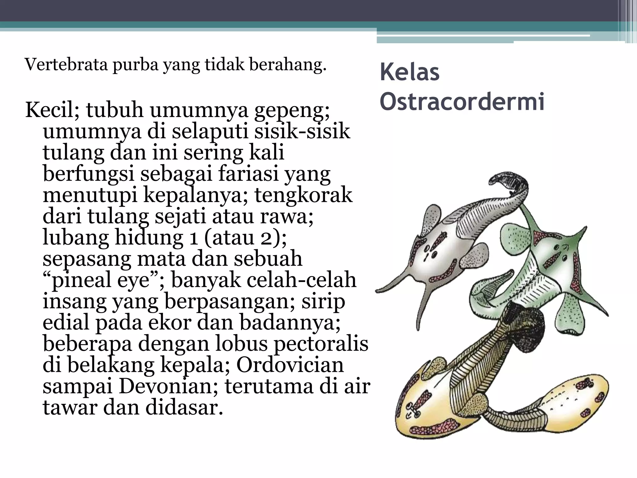 Vertebrata = craniata | PPT