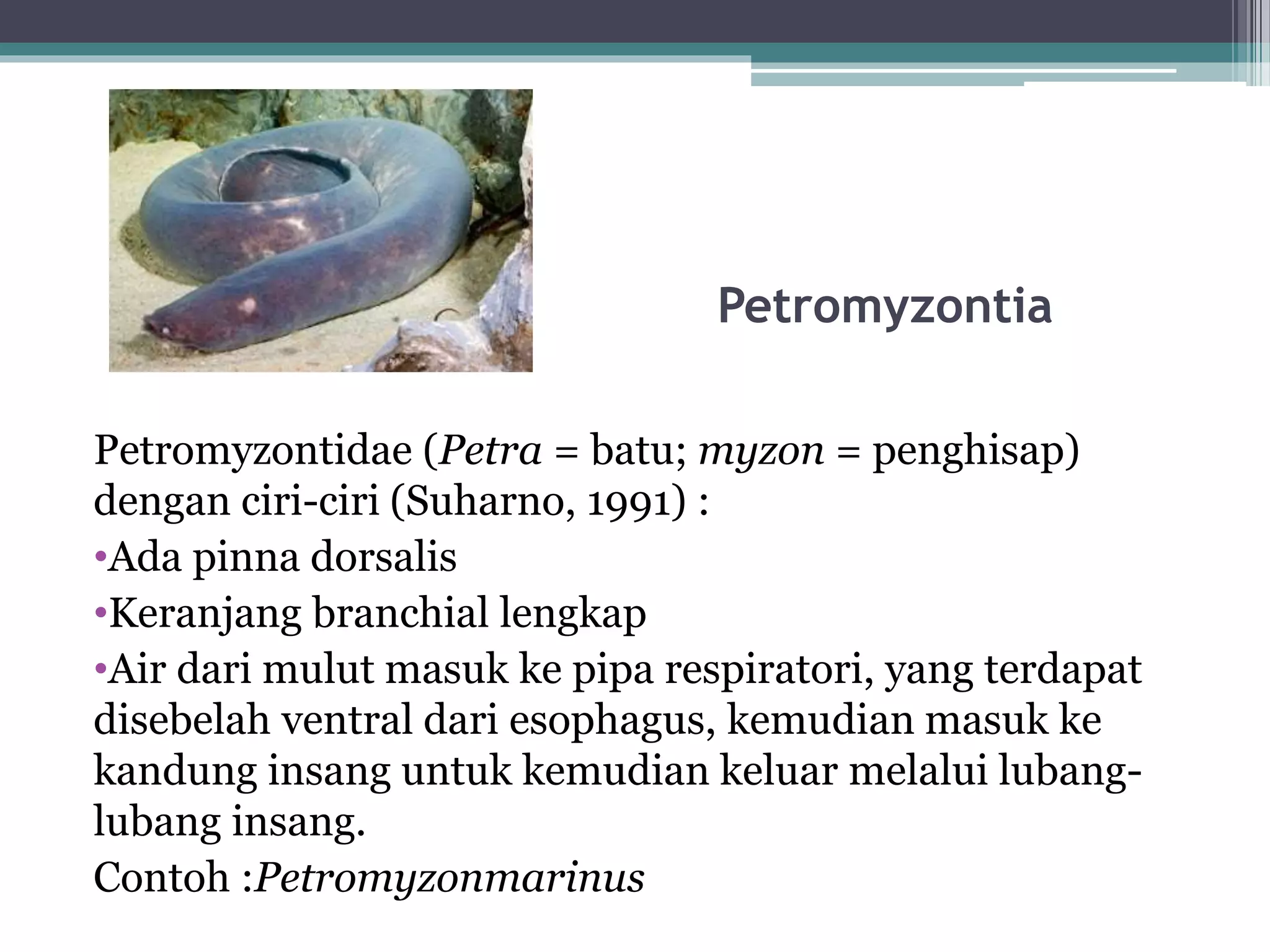 Vertebrata = craniata | PPT