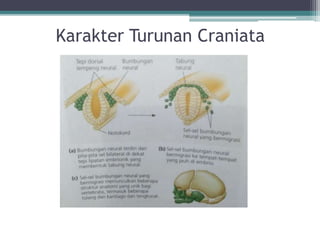 Vertebrata = craniata | PPT