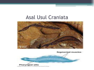 Vertebrata = craniata | PPT