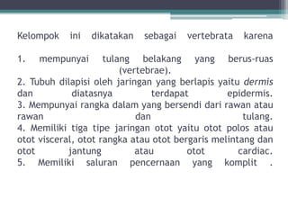 Vertebrata = craniata | PPT