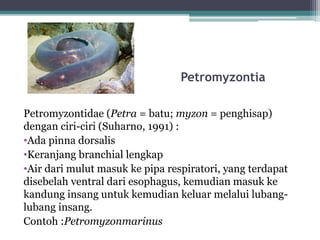 Vertebrata = craniata | PPT