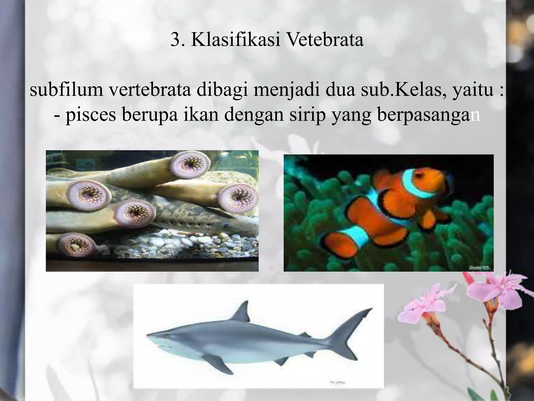 Kingdom Animalia (Vertebrata) | PPTX