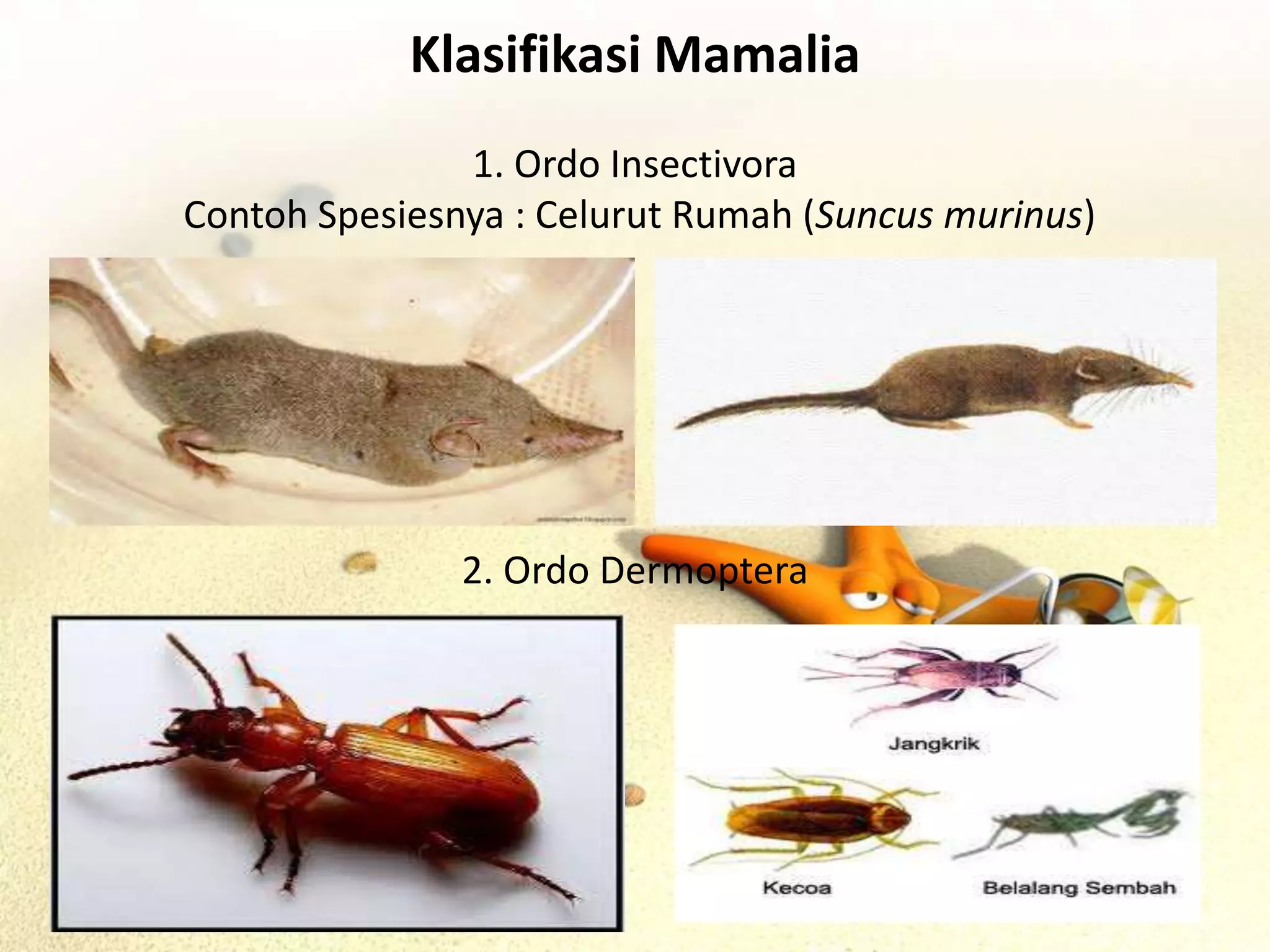Kingdom Animalia (Vertebrata) | PPTX