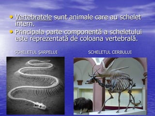 Vertebrate | PPTX