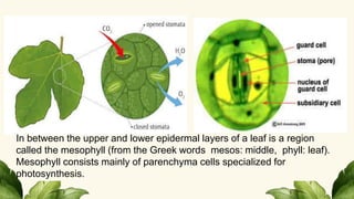 vertebrate-and-invertebrate-animals.pptx
