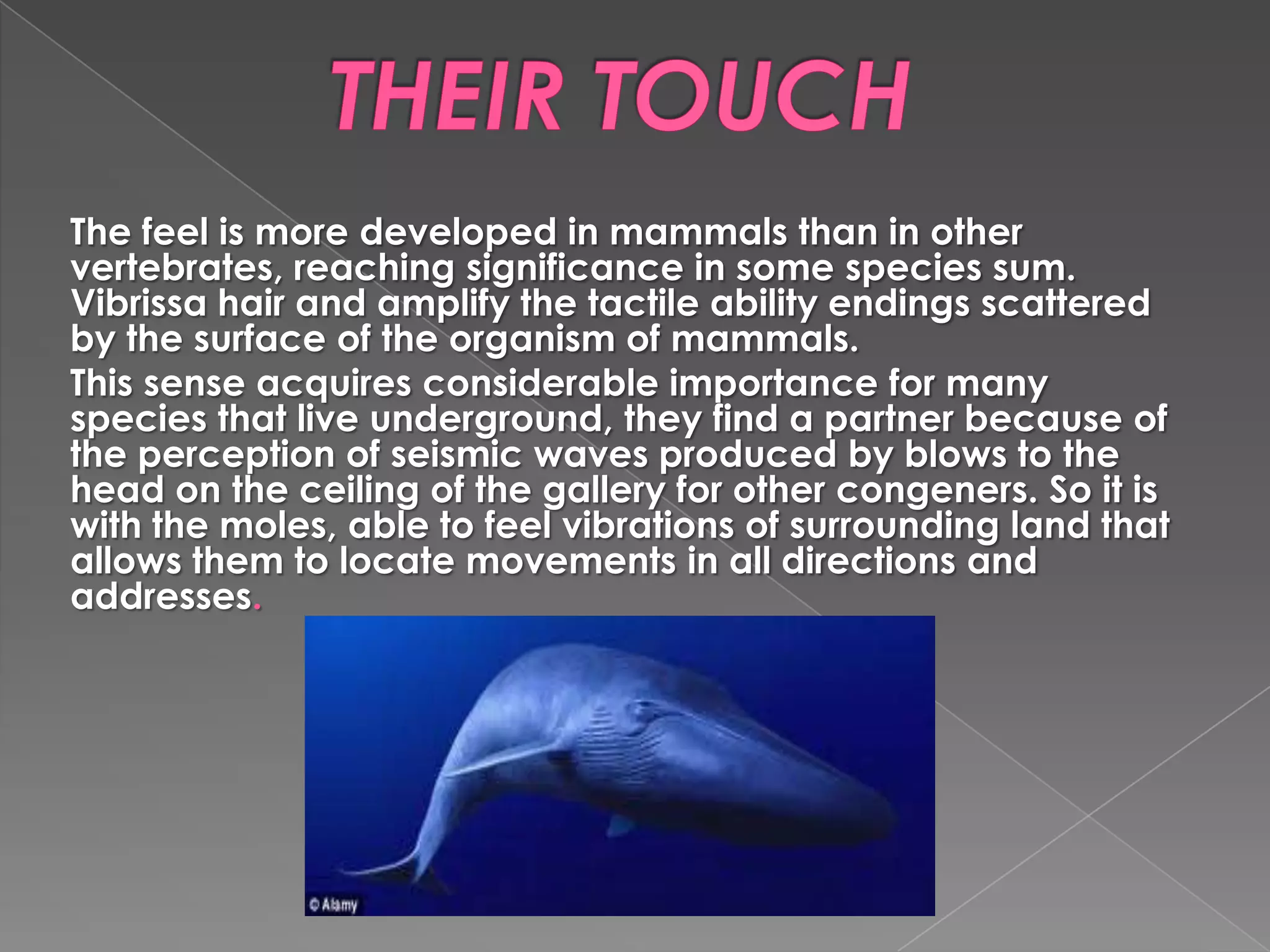 Vertebrates characteristics by Manuela 5ºA | PPTX
