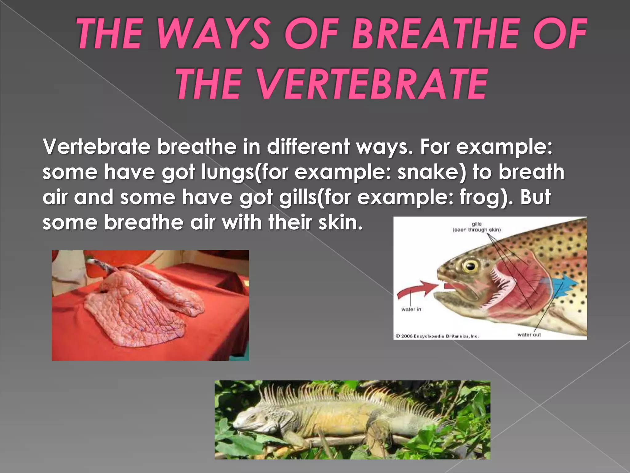 Vertebrates characteristics by Manuela 5ºA | PPTX