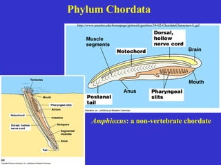 Vertebrate Classes | PPT