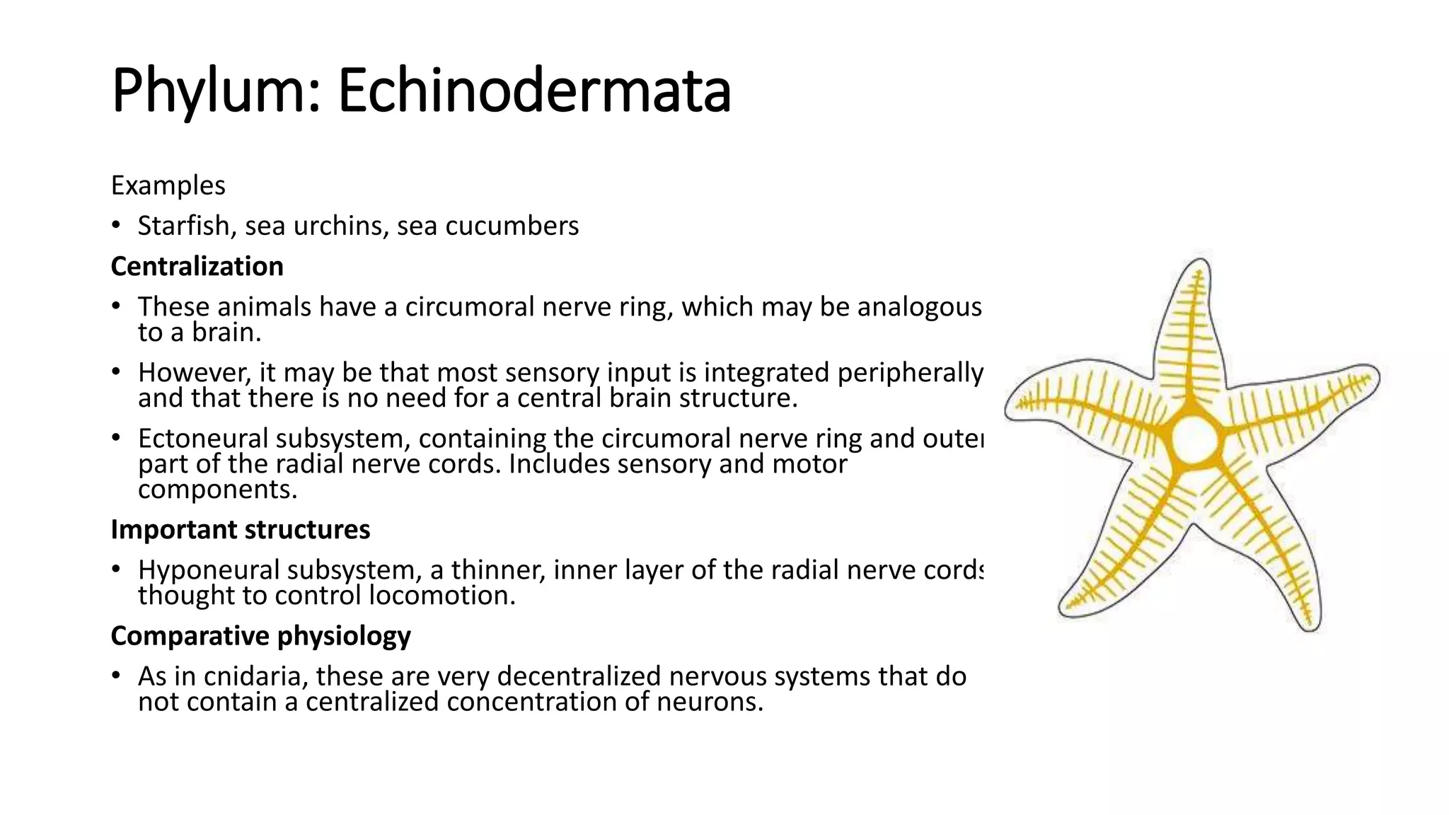 vertebrate and invertebrate nervous system physiology.pptx