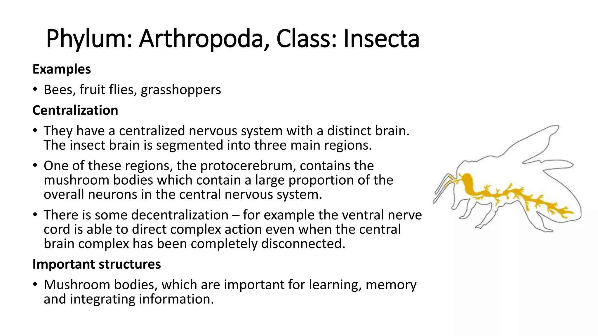 vertebrate and invertebrate nervous system physiology.pptx