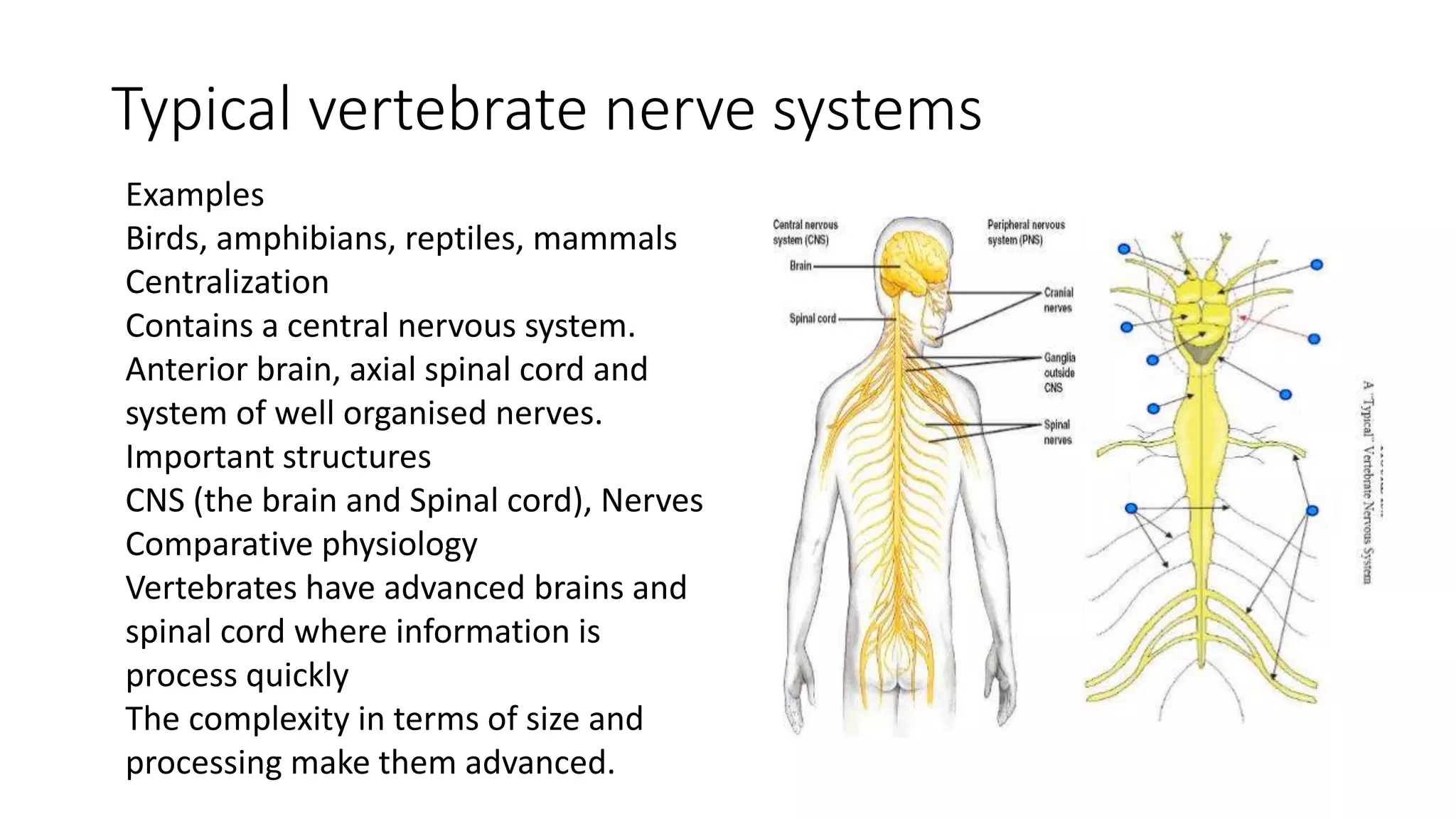 vertebrate and invertebrate nervous system physiology.pptx