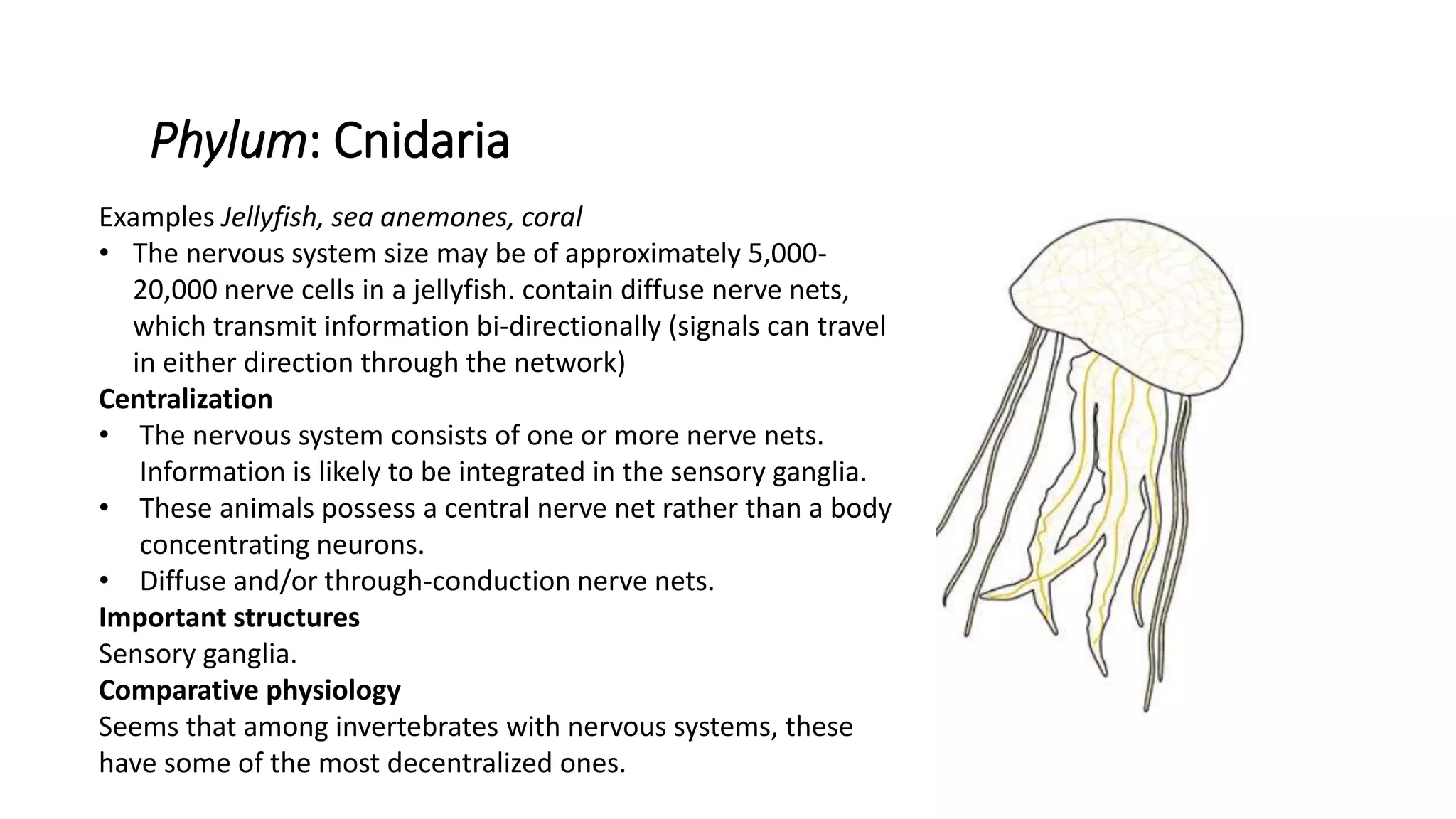 vertebrate and invertebrate nervous system physiology.pptx