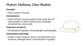 vertebrate and invertebrate nervous system physiology.pptx