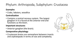 vertebrate and invertebrate nervous system physiology.pptx