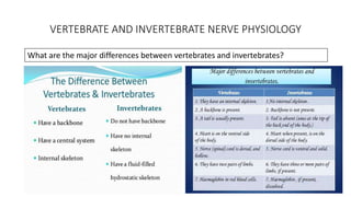 Vertebrates And Invertebrates Difference
