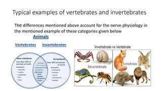 vertebrate and invertebrate nervous system physiology.pptx