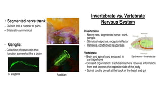 vertebrate and invertebrate nervous system physiology.pptx